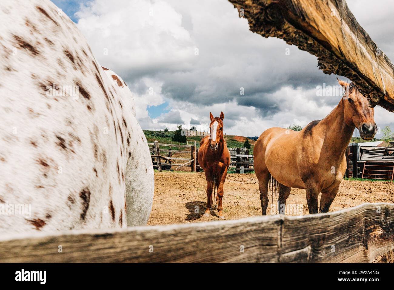 Horses behind a fence hi-res stock photography and images - Alamy