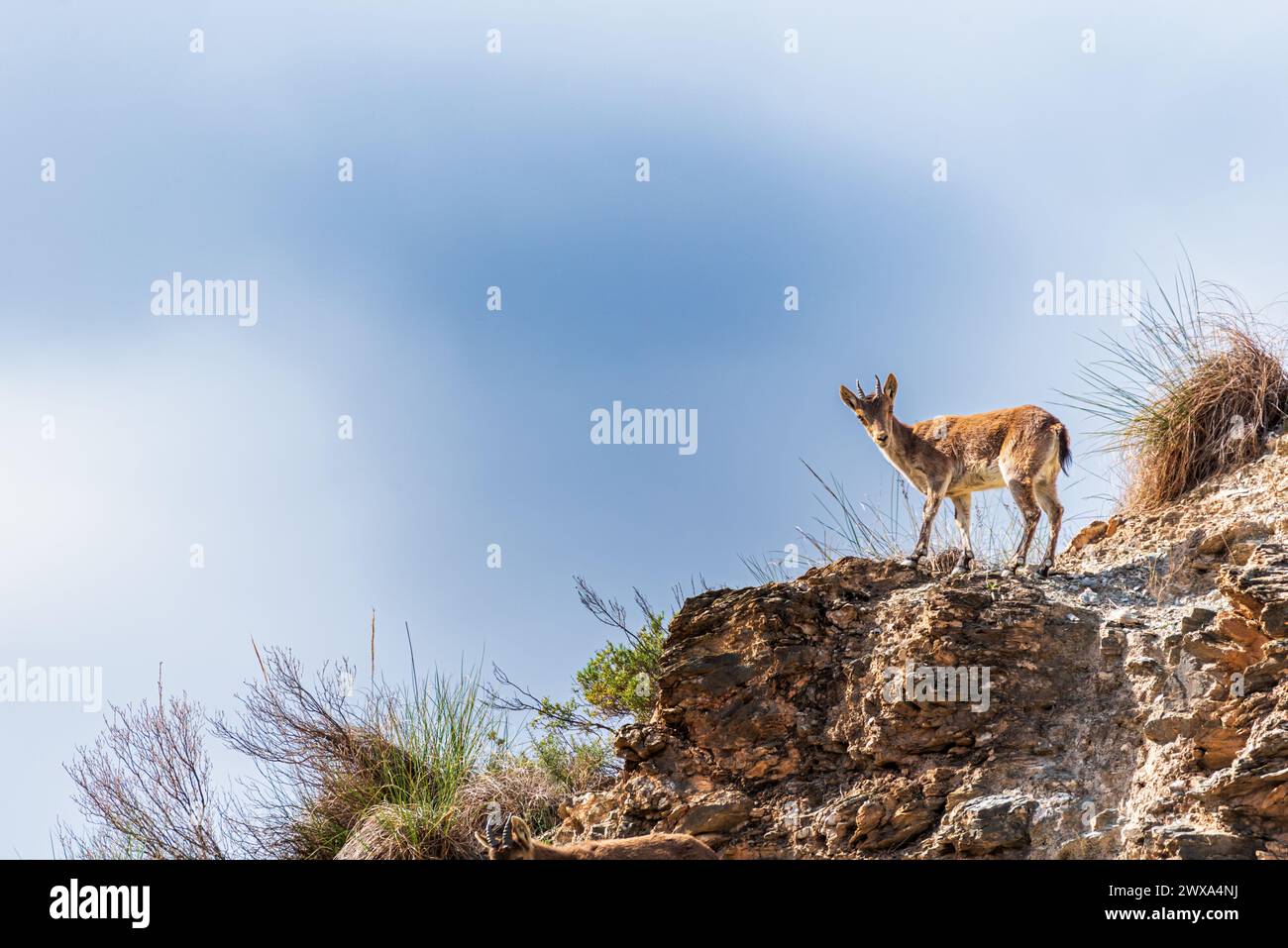 Female mountain goat on a cliff in a place in Sierra Nevada Stock Photo ...