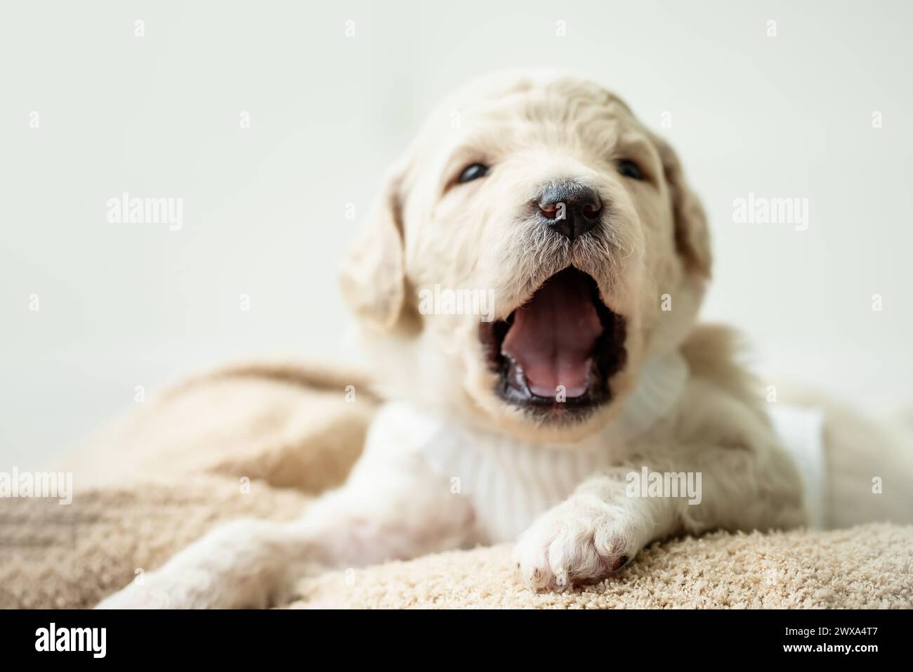 A sleepy puppy yawns wide, ready for a cozy nap Stock Photo - Alamy