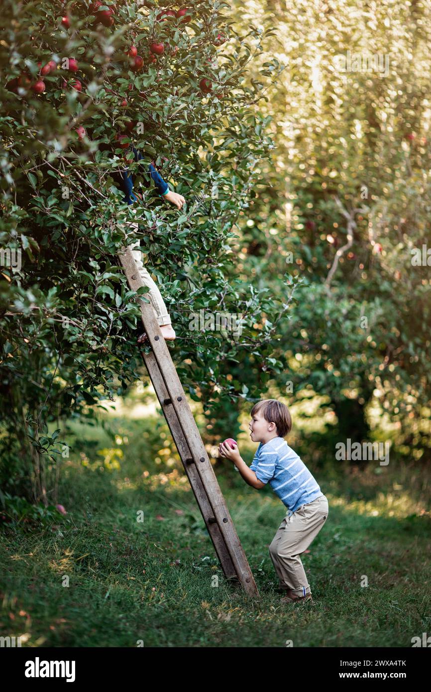Little boy reaching for an apple, another on ladder in apple orchard ...