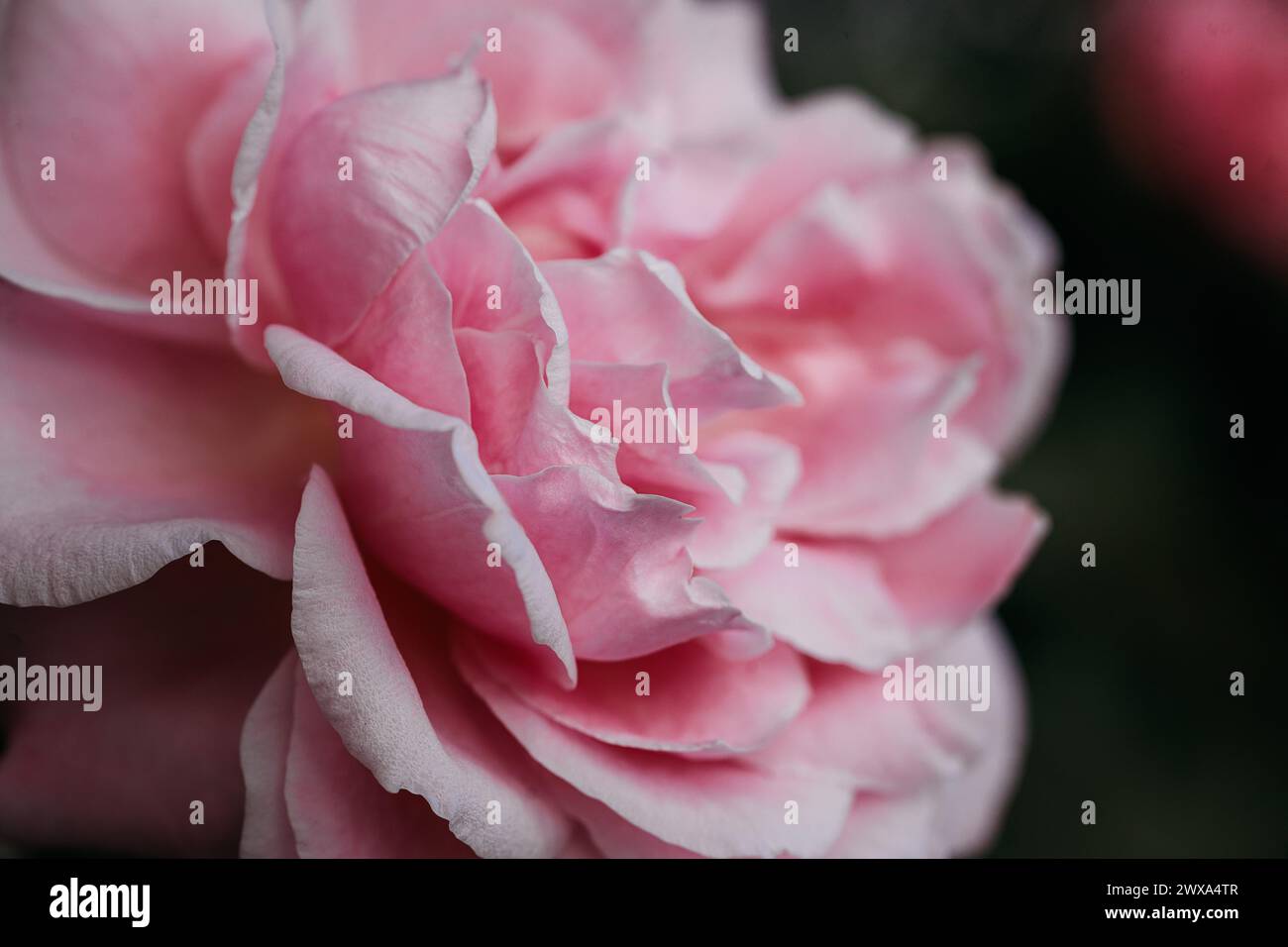 Intricate layers of petals hi-res stock photography and images - Alamy