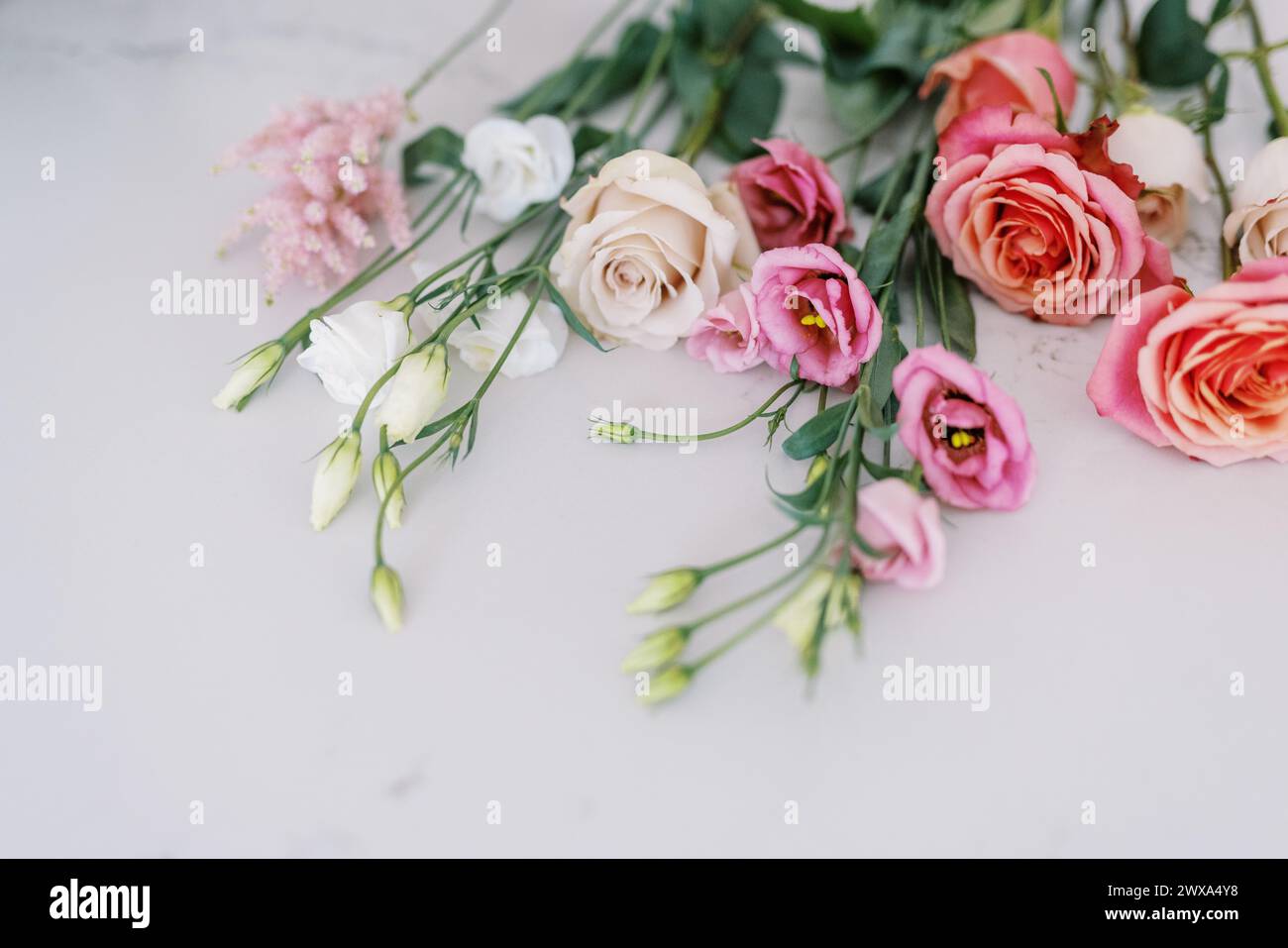 Fresh roses hi-res stock photography and images - Alamy