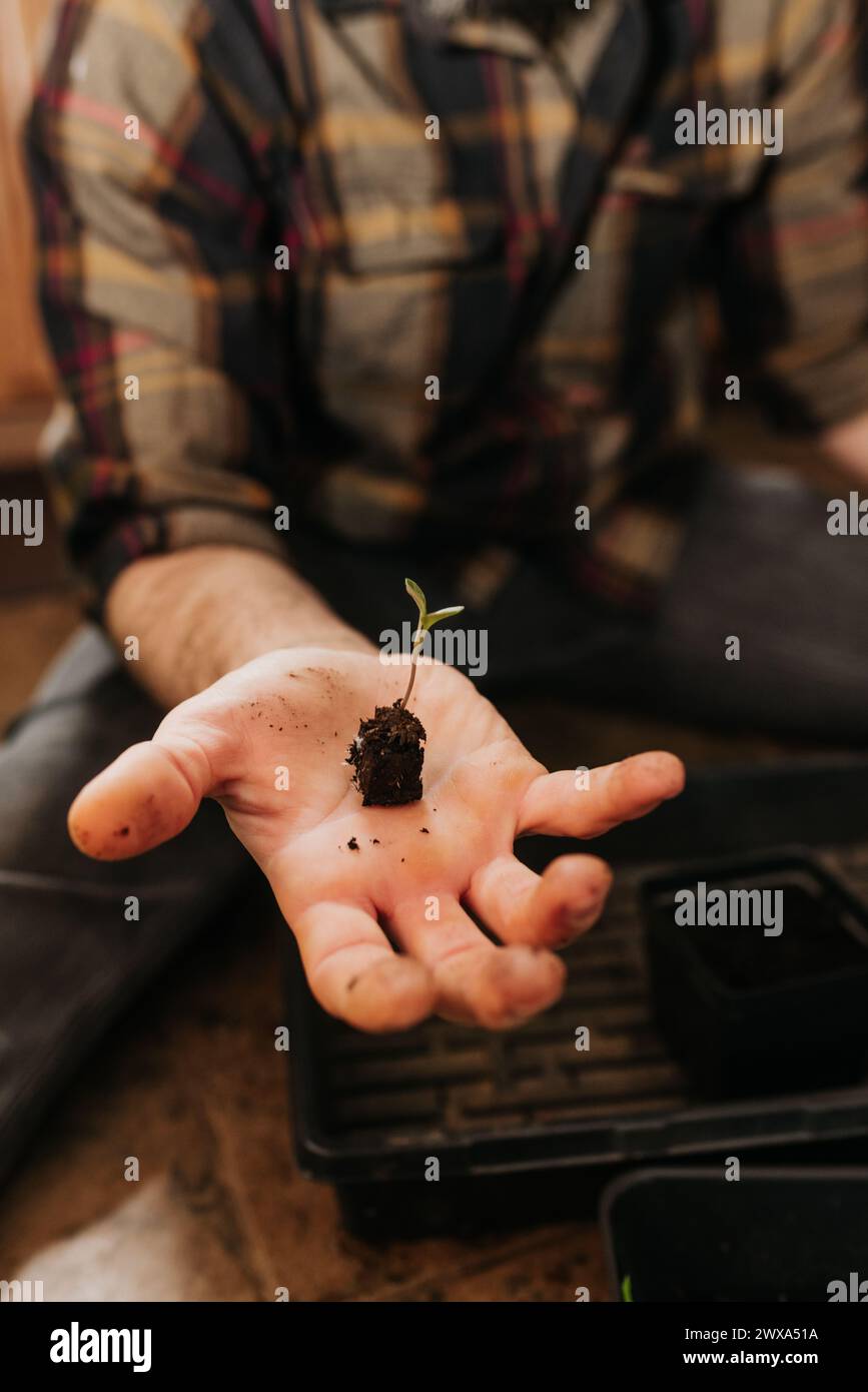 Close up of man holding sprouted cauliflower seed in hand Stock Photo ...