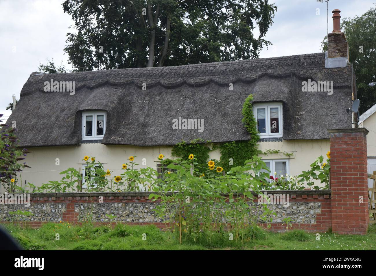 thatched cottage, with sunflowers in garden Stock Photo - Alamy