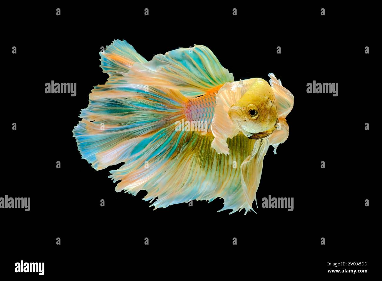Yellow halfmoon dumbo ear betta fish Stock Photo - Alamy