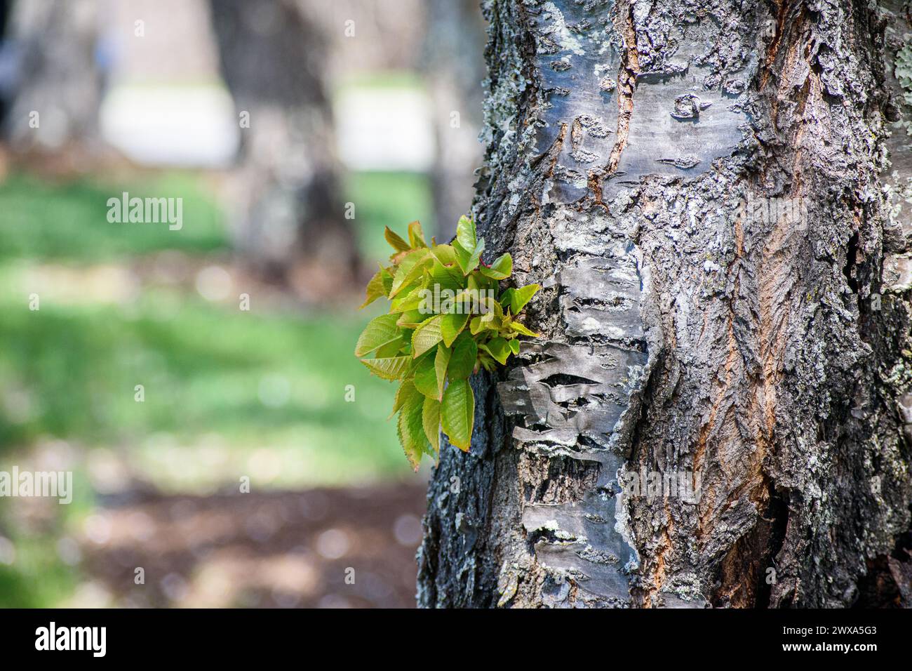 Resilience and adaptability hi-res stock photography and images - Alamy