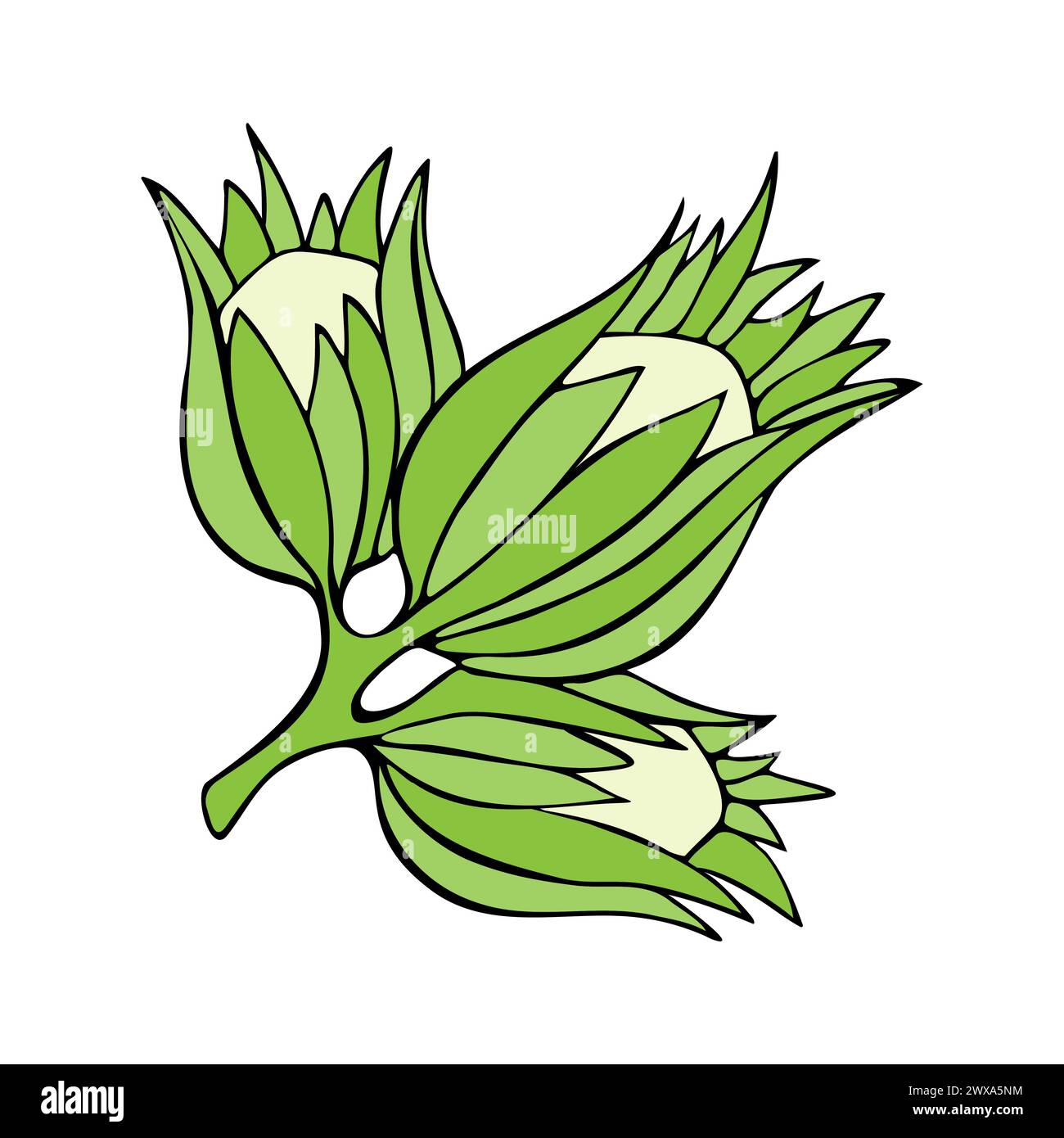 Hazel hazelnut not ripe, hand drawn green color sketch, isolated, on ...