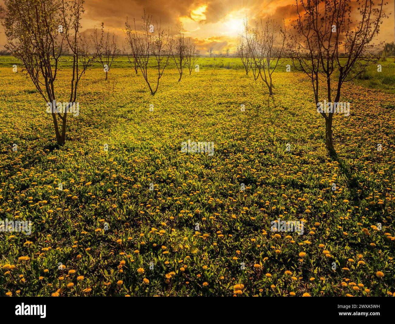 Yellow flowering dandelion field on sunset sky with sun rays among ...