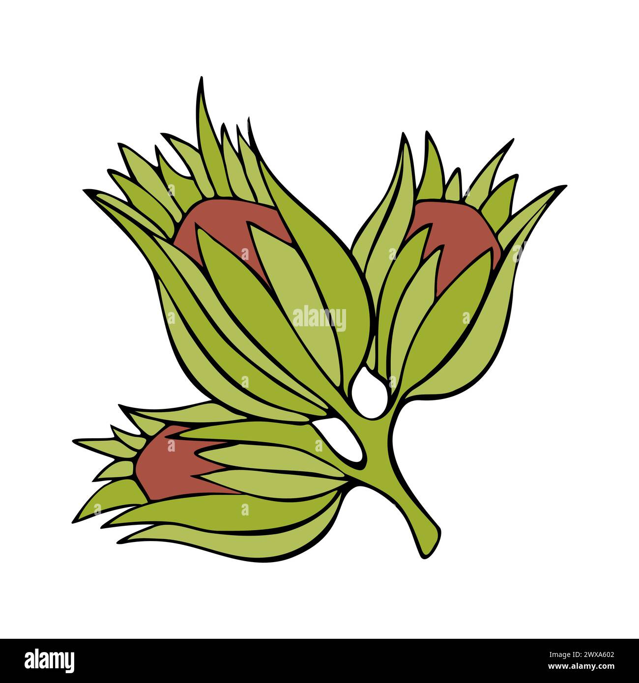 Hazel hazelnut ripe, hand drawn green color sketch, isolated, on white ...