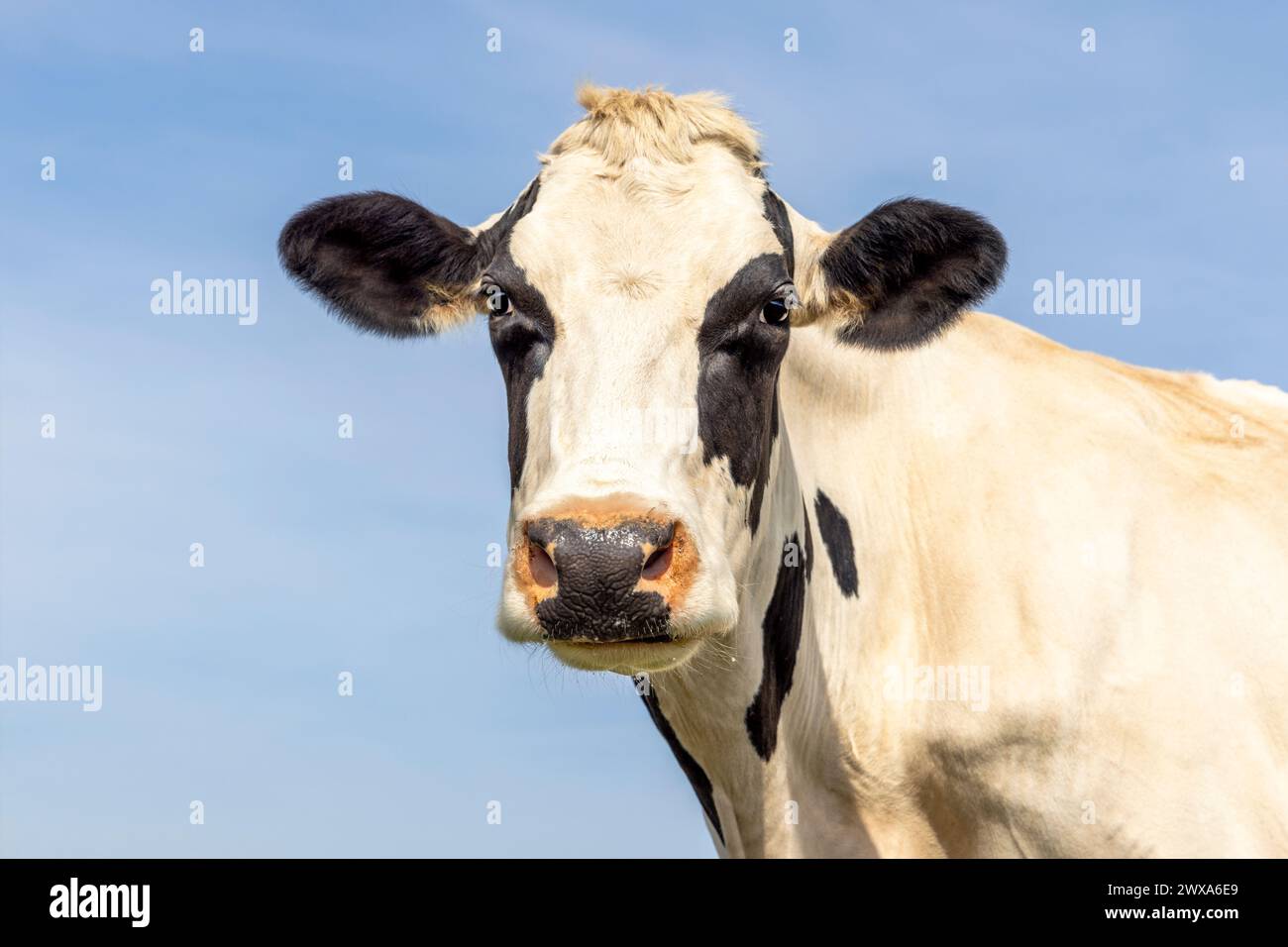 Mature cow black and white, looking cat camera calm and friendly, pink ...