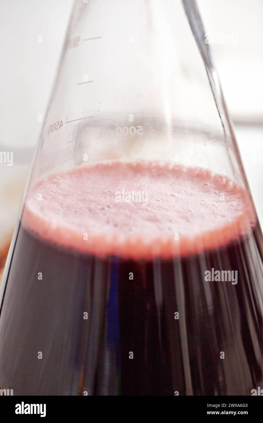 Glass, beaker and factory at beer brewery with production with formula ...