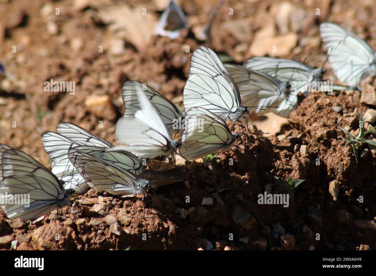 Large group of butterflies Stock Photo - Alamy