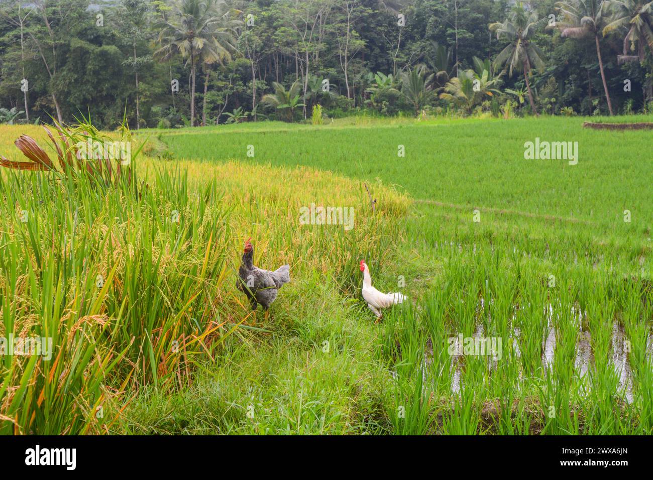 The chickens are in the yard and the rice fields are very fresh in the ...