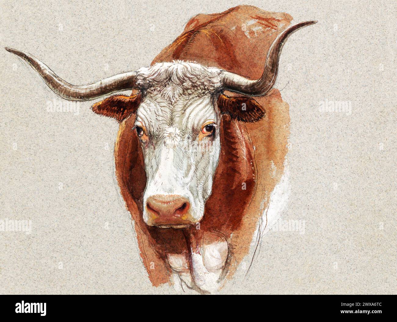 Samuel colman head of a cow hi-res stock photography and images - Alamy