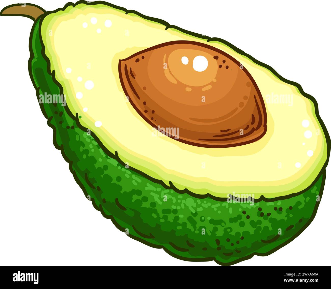 Avocado Fruit Colored Detailed Illustration Stock Vector Image & Art ...