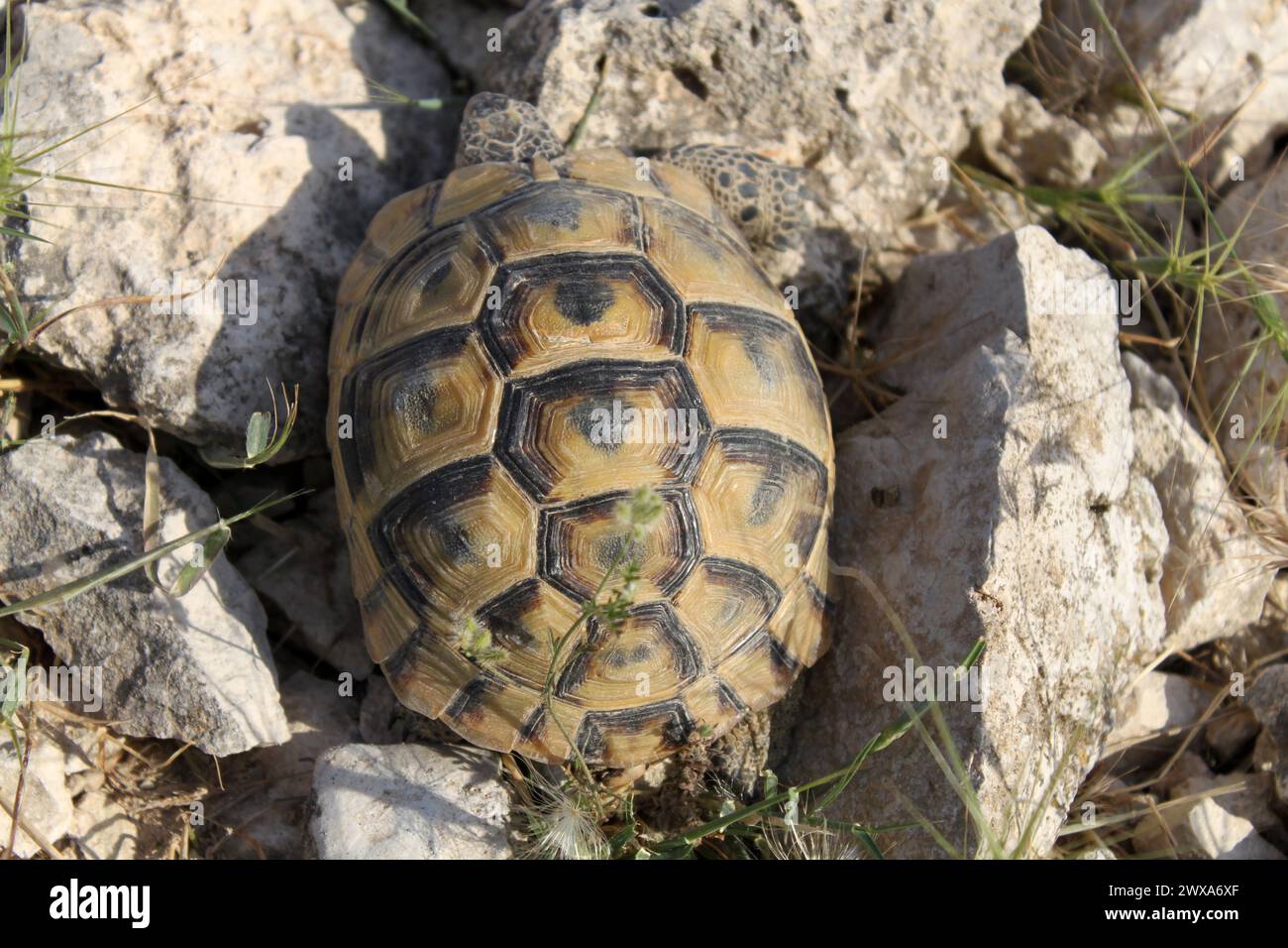 Land turtle crawling on rocks Stock Photo - Alamy