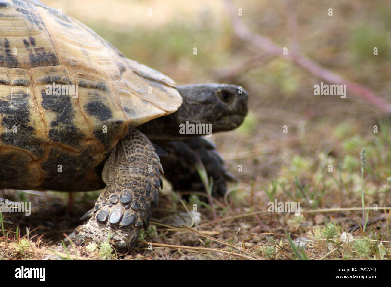 Snake head turtle hi-res stock photography and images - Alamy