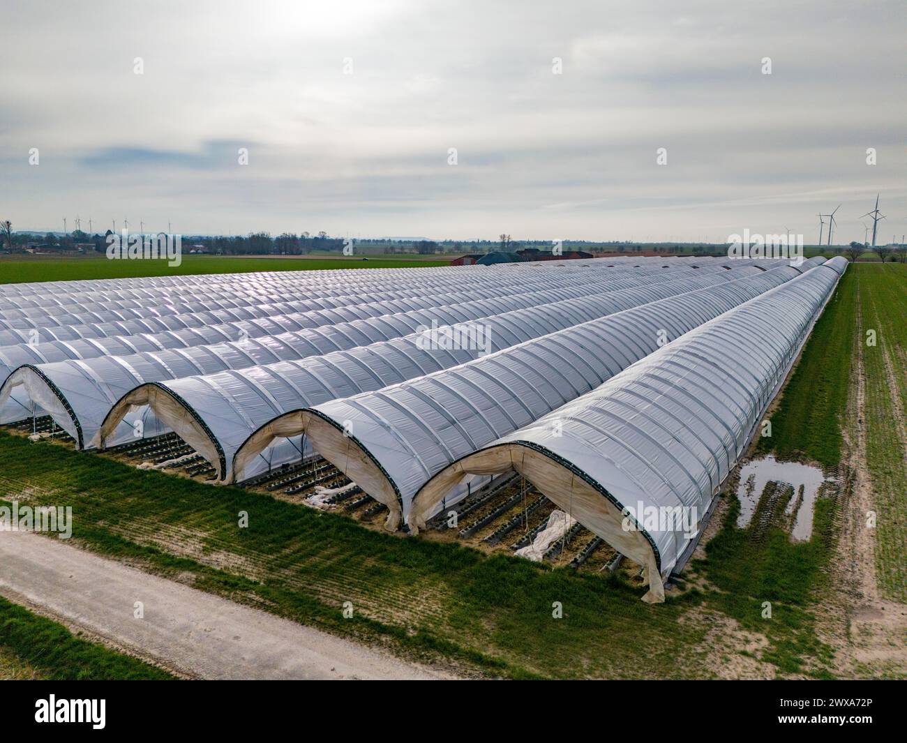Open field strawberry cultivation in foil greenhouse, young strawberry ...