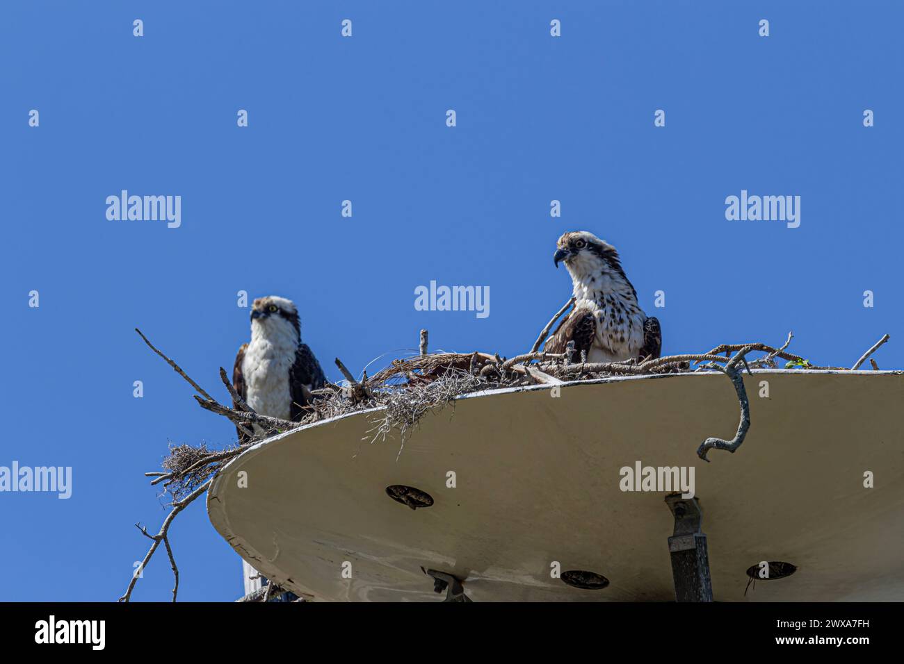 Urban ospreys hi-res stock photography and images - Alamy