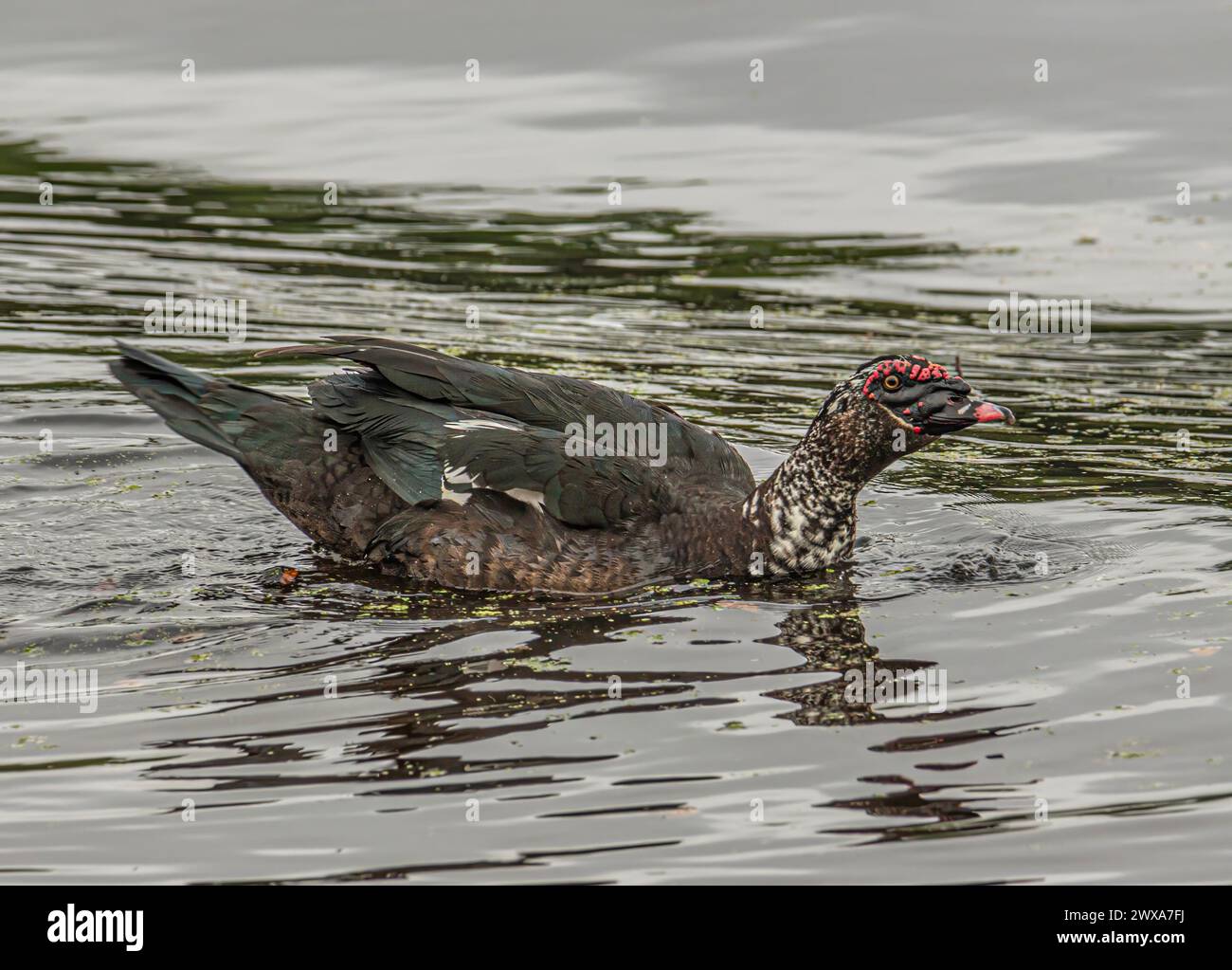 Bird with open beak hi-res stock photography and images - Alamy