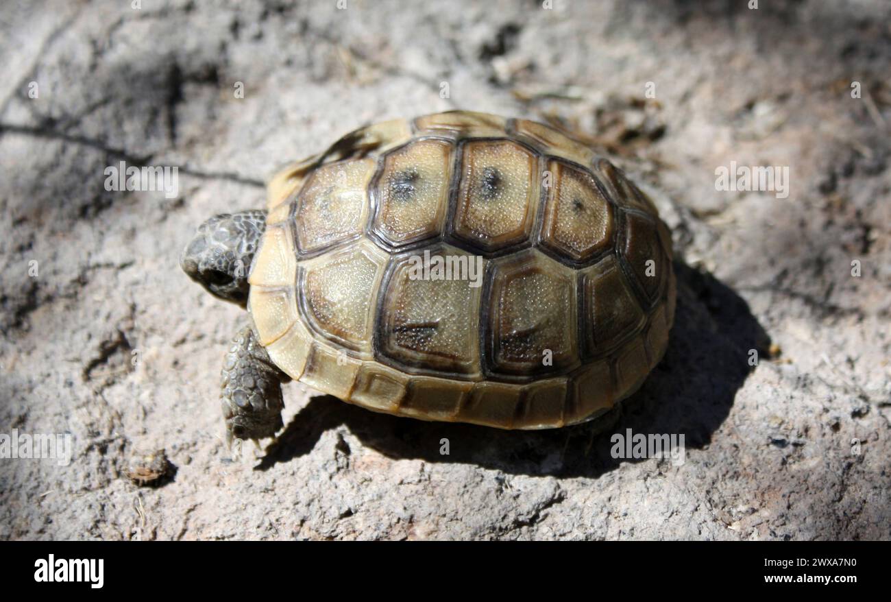 Snake head turtle hi-res stock photography and images - Alamy