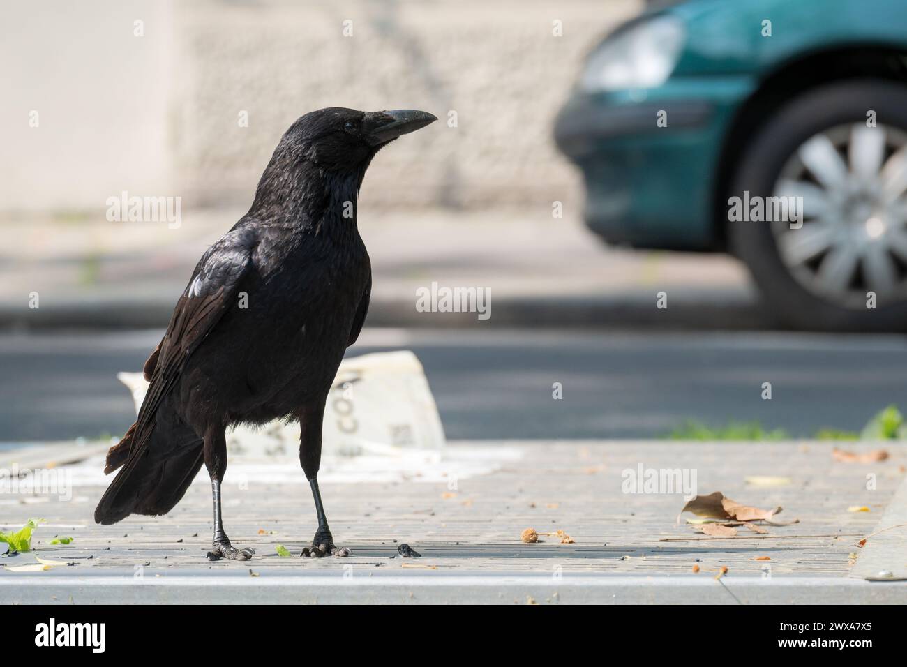 Crow in the street of Paris Stock Photo - Alamy