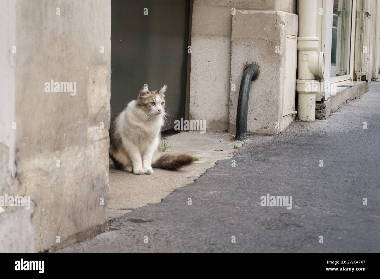 Long-haired street cat in Paris Stock Photo - Alamy