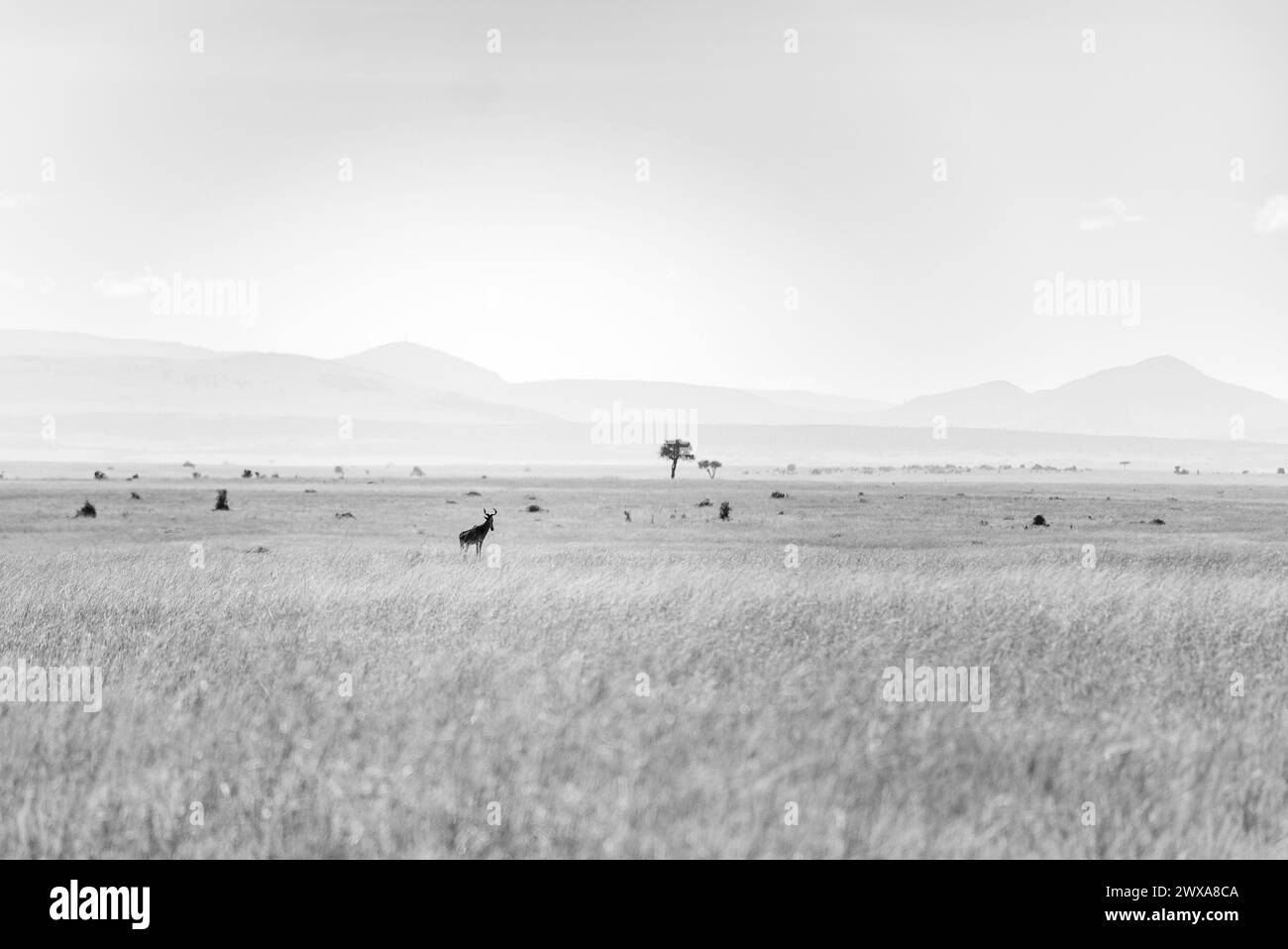 Elephants in the kenyan environment in the wonderful amboseli national ...