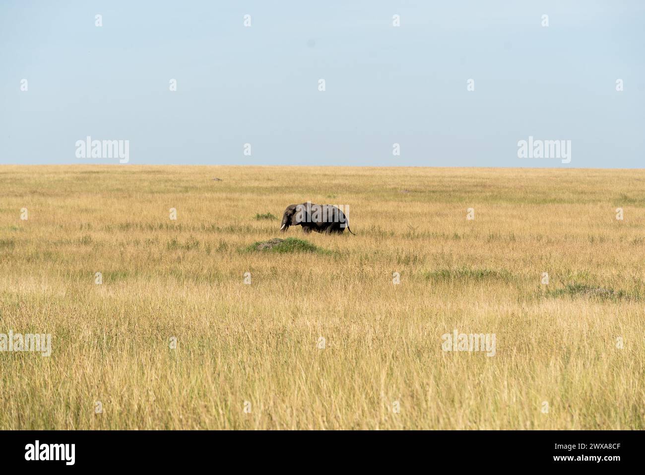 Elephants in the kenyan environment in the wonderful amboseli national ...