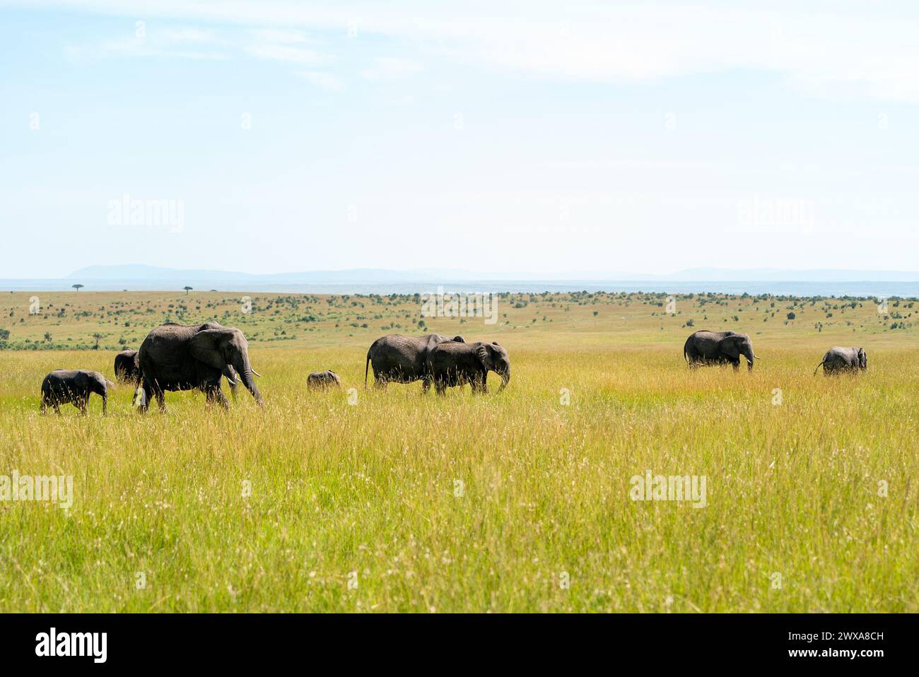 Elephants in the kenyan environment in the wonderful amboseli national ...