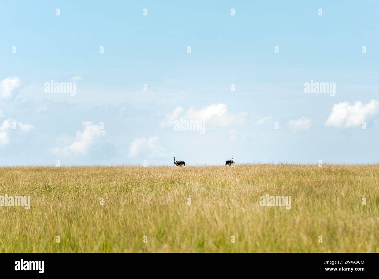 Elephants in the kenyan environment in the wonderful amboseli national ...