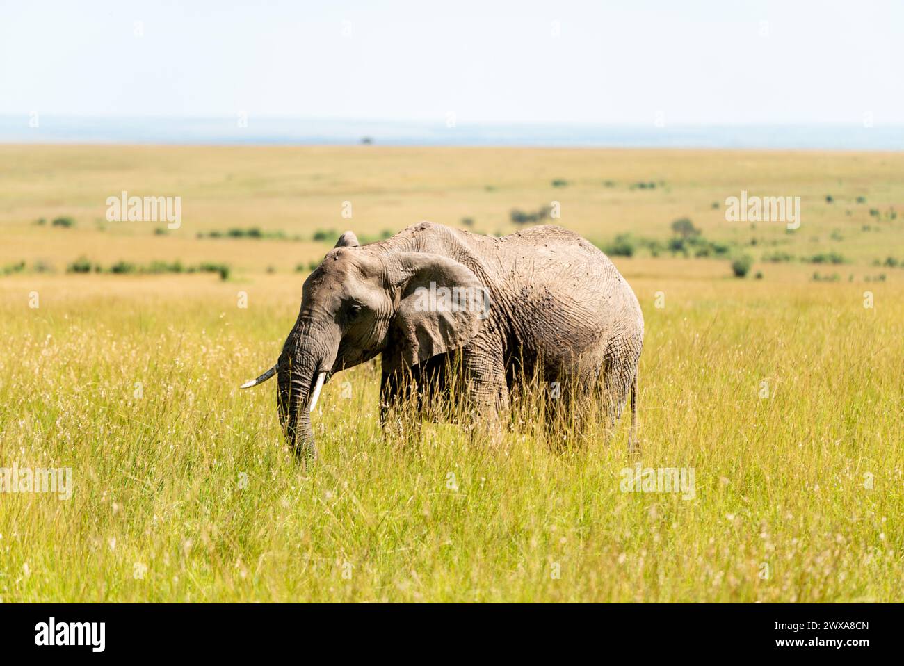 Elephants in the kenyan environment in the wonderful amboseli national ...