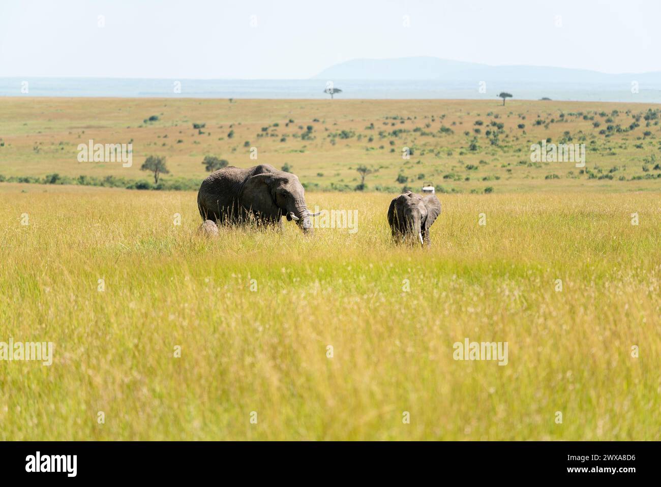 Elephants in the kenyan environment in the wonderful amboseli national ...