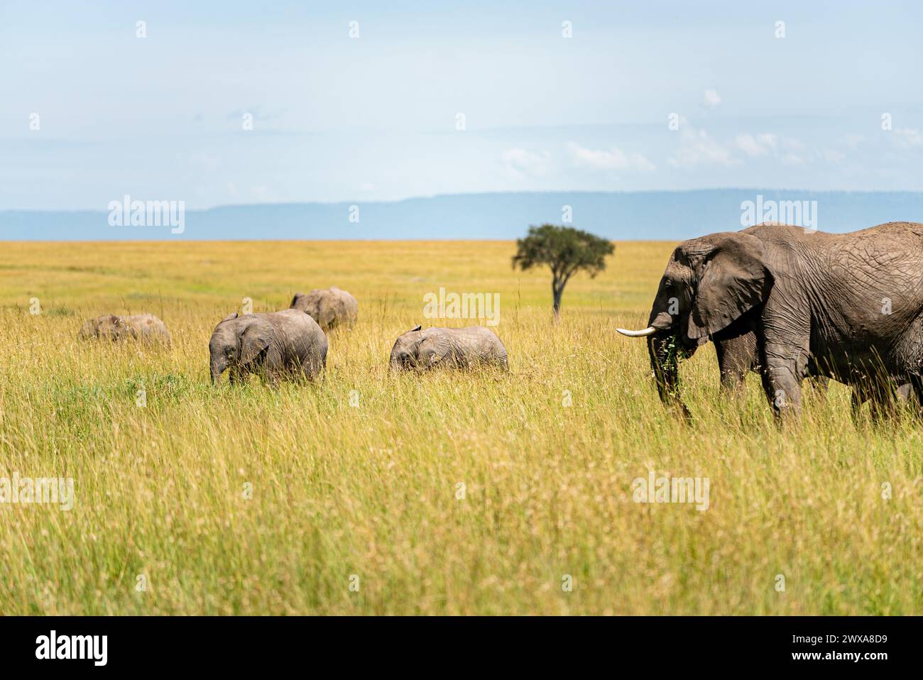 Elephants in the kenyan environment in the wonderful amboseli national ...