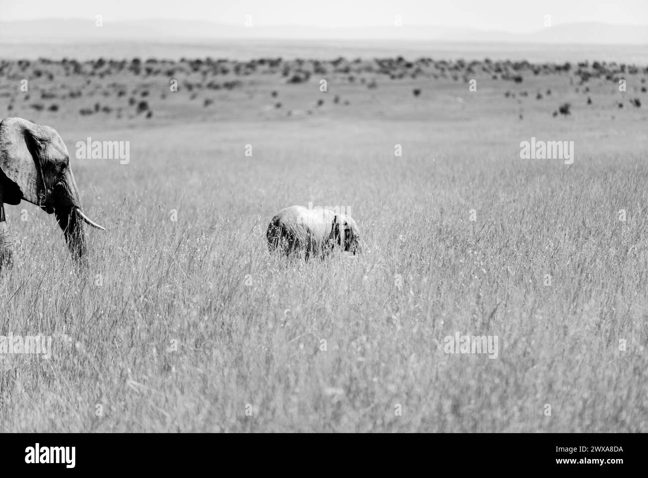 Elephants in the kenyan environment in the wonderful amboseli national ...