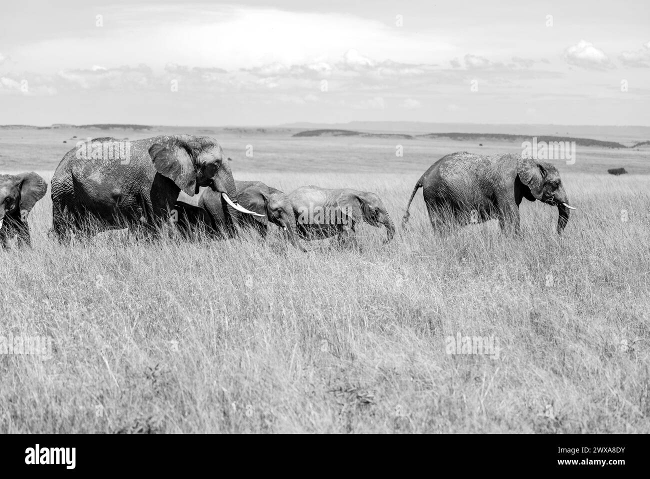 Elephants in the kenyan environment in the wonderful amboseli national ...