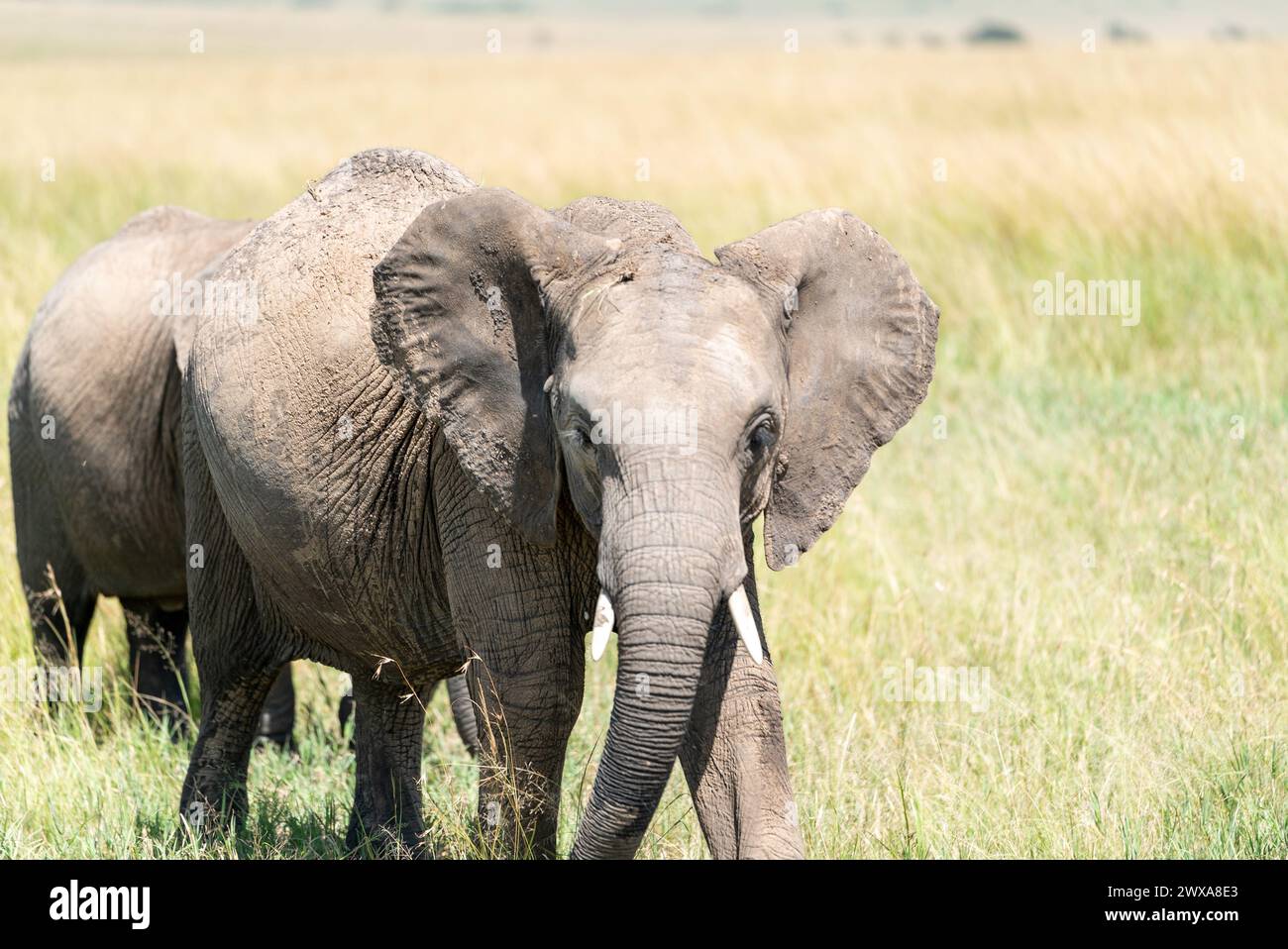 Elephants in the kenyan environment in the wonderful amboseli national ...
