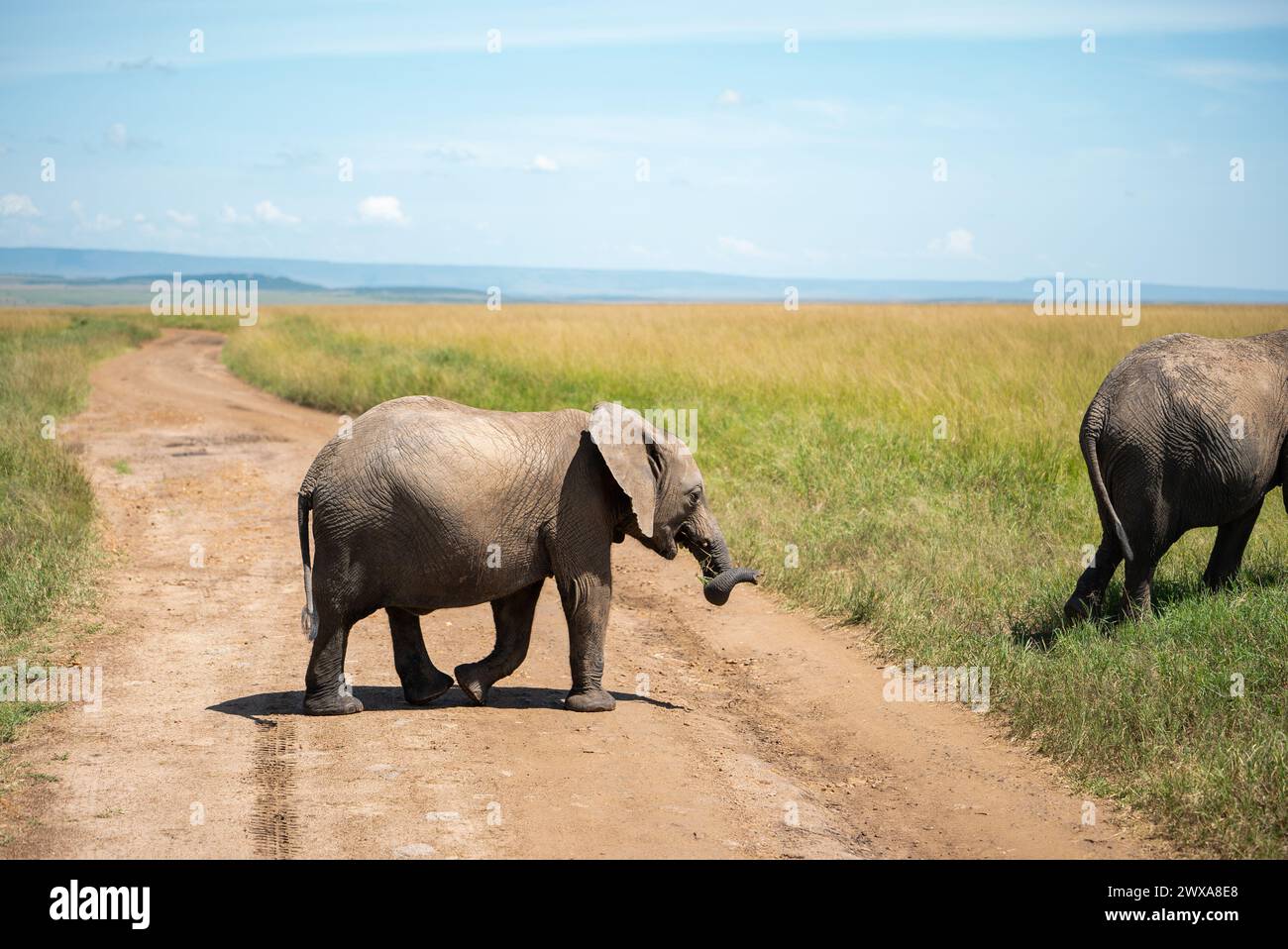 Elephants in the kenyan environment in the wonderful amboseli national ...
