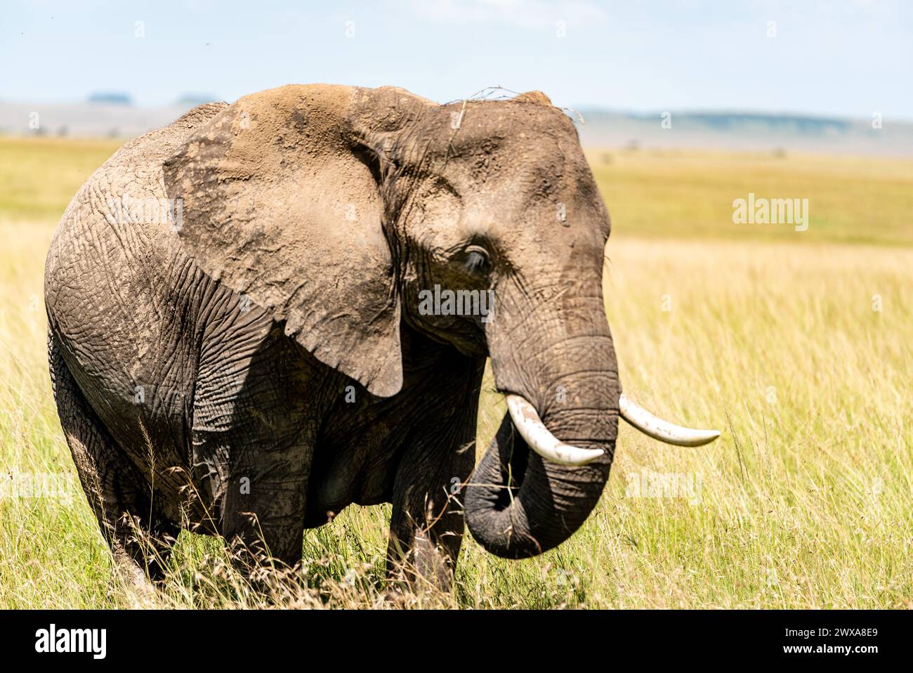 Elephants in the kenyan environment in the wonderful amboseli national ...