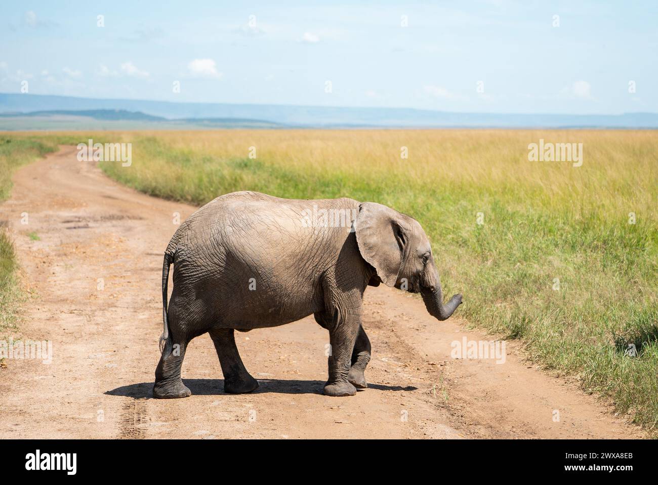 Elephants in the kenyan environment in the wonderful amboseli national ...
