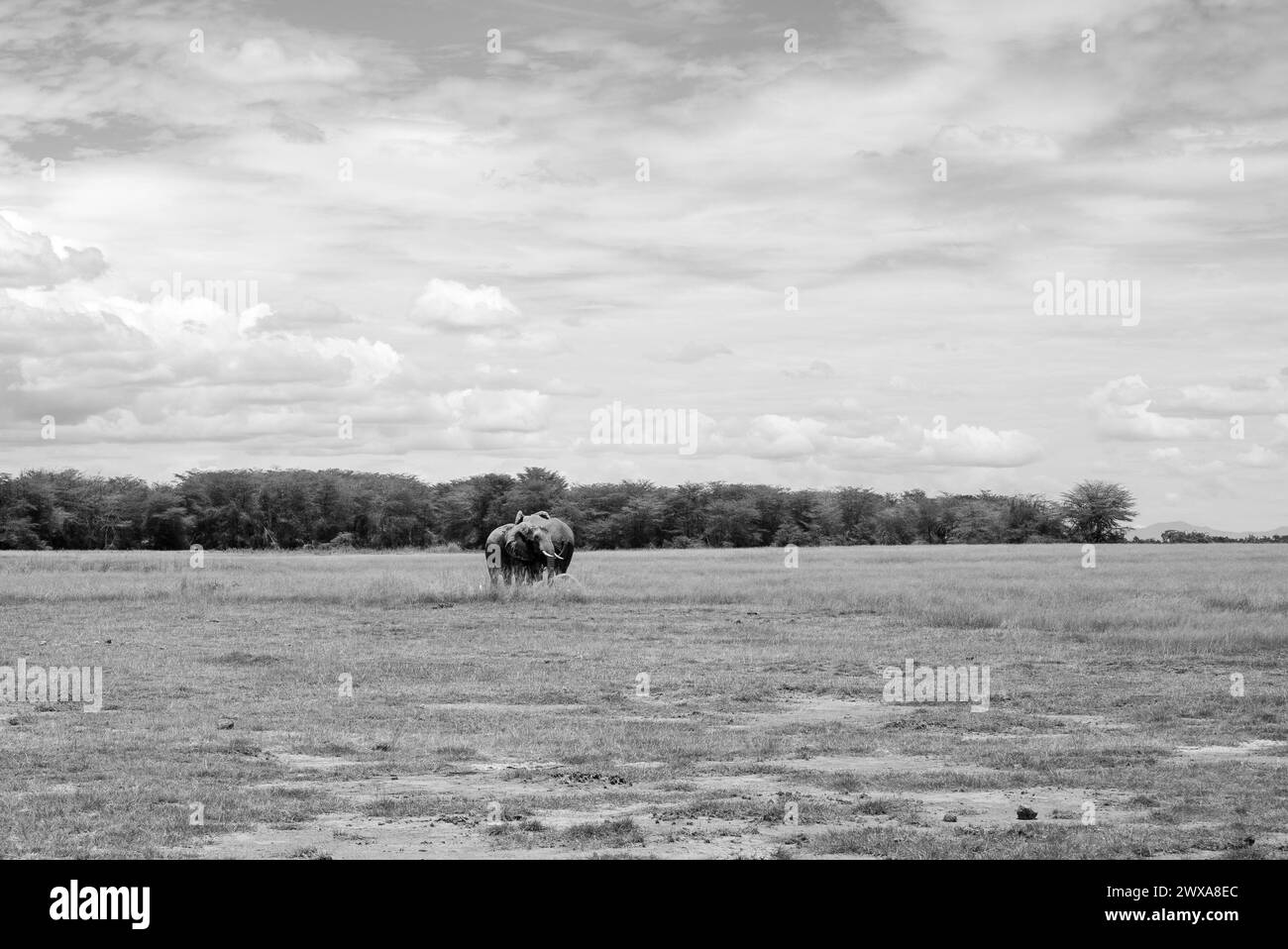 Kenyan wildlife safari Black and White Stock Photos & Images - Alamy