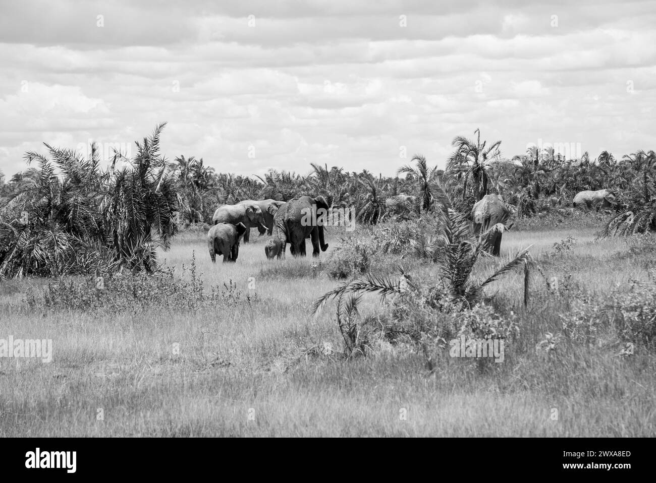 Elephants in african savanna Black and White Stock Photos & Images - Alamy