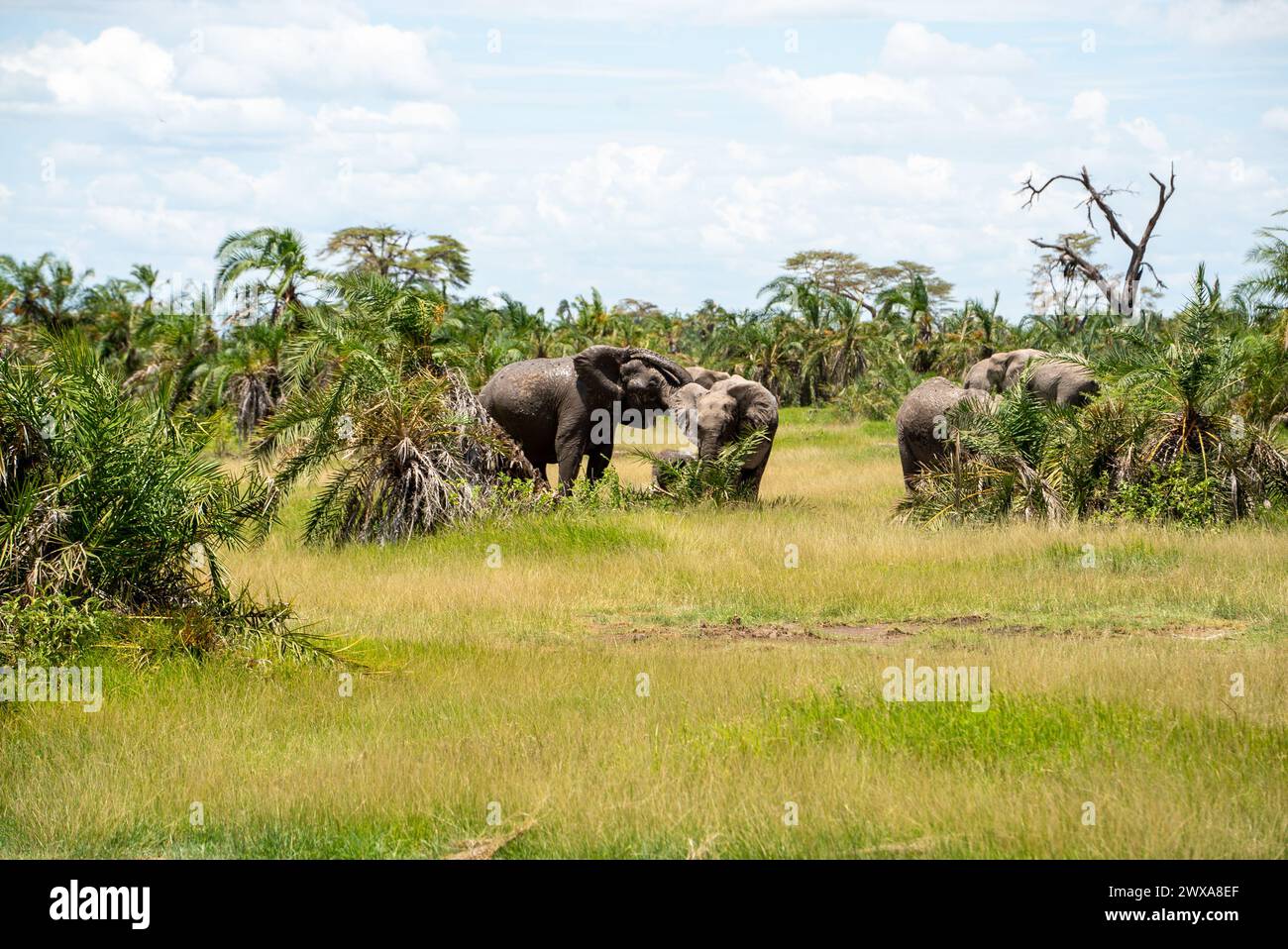 Elephants in the kenyan environment Stock Photo - Alamy