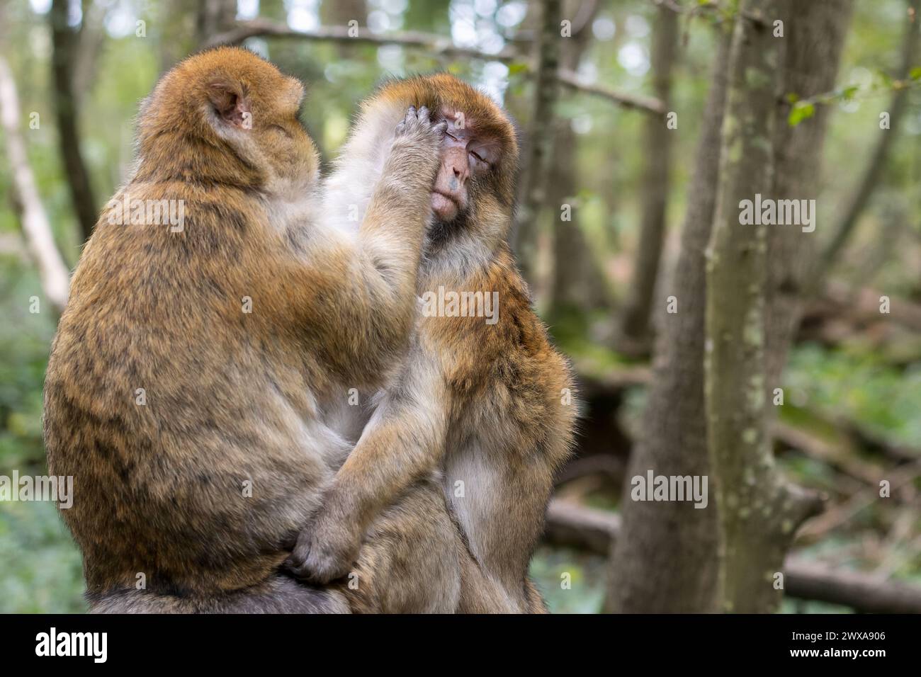Primates grooming hi-res stock photography and images - Alamy