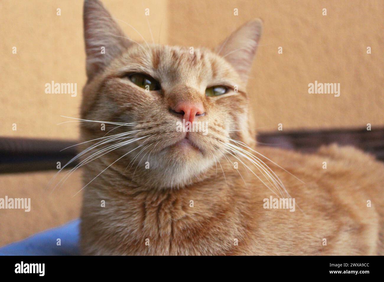 Ginger cat orange color fur and yellow eyes pet looking suspicious ...