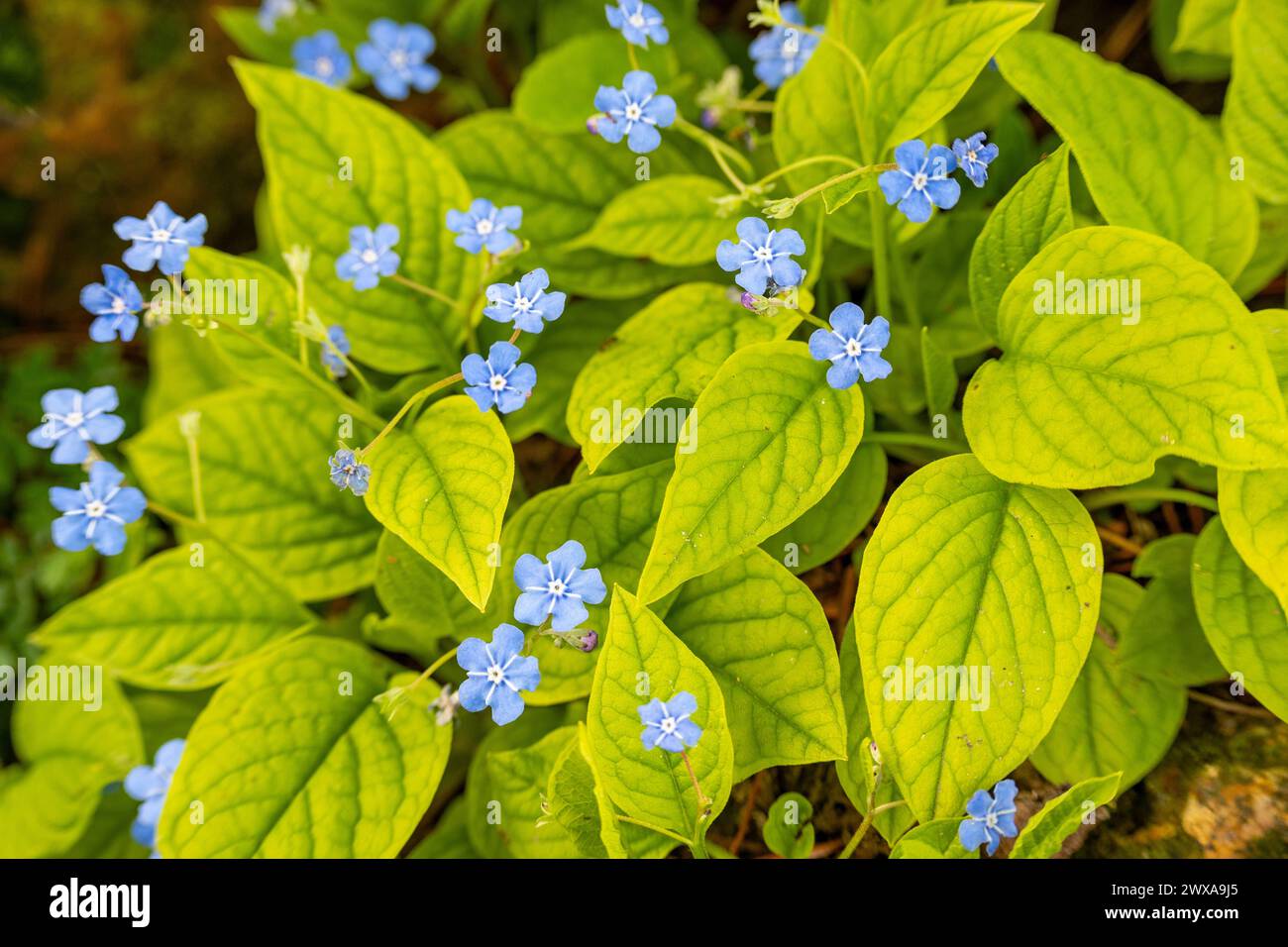 Omphalodes verna, creeping navelwort , blue-eyed-Mary is the family ...