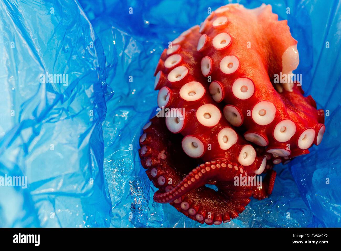 Large Octopus Tentacle Tsukiji Market in Tokyo Japan Stock Photo - Alamy