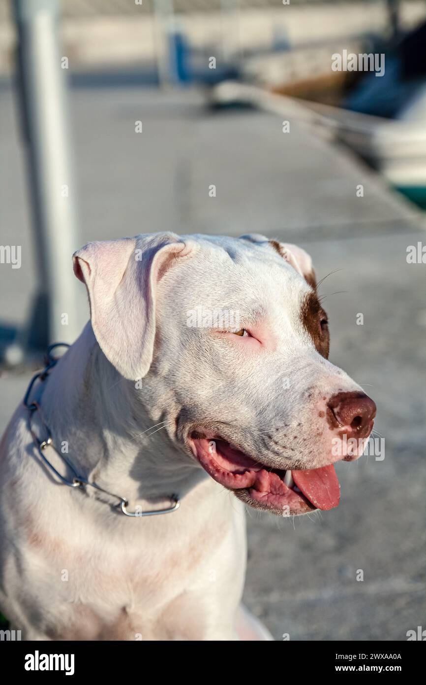 Cute pit bull, white with brown spots with an expressive look ...
