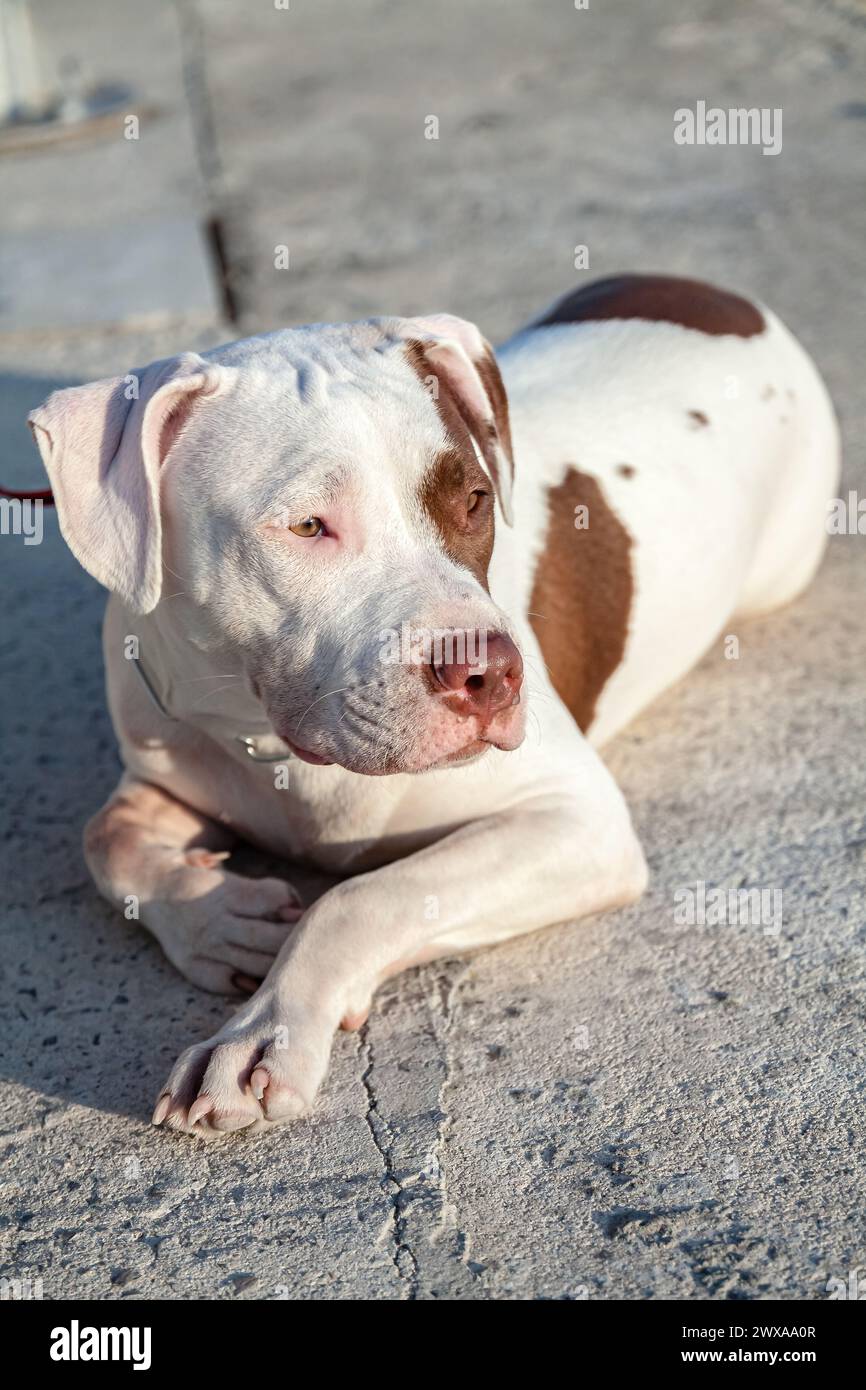 Cute pit bull, white with brown spots with an expressive look ...