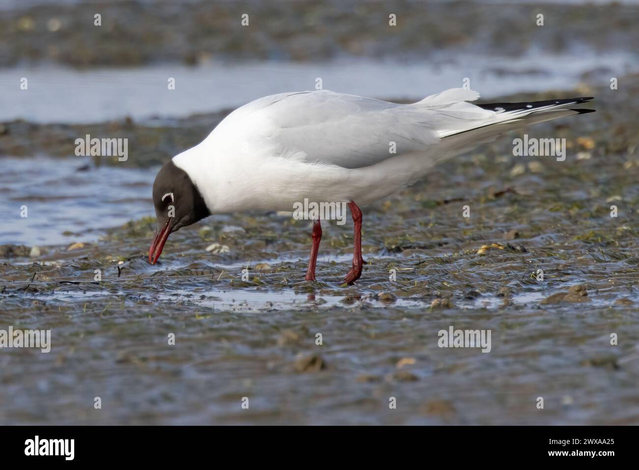 Black Headed Gull (Chroicocephalus ridibundus Stock Photo - Alamy